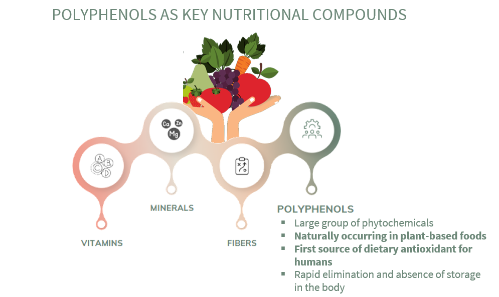 Polyphenols and gut microbiota: the virtuous interaction