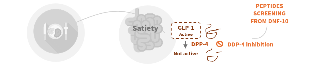 The satiety challenge tackled with peptides from DNF-10 - New data ...